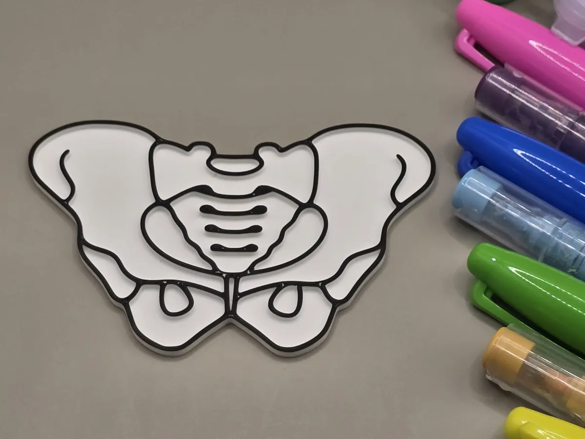 Woman Pelvis Anatomy Coloring Craft - Free 3D Print Model - MakerWorld