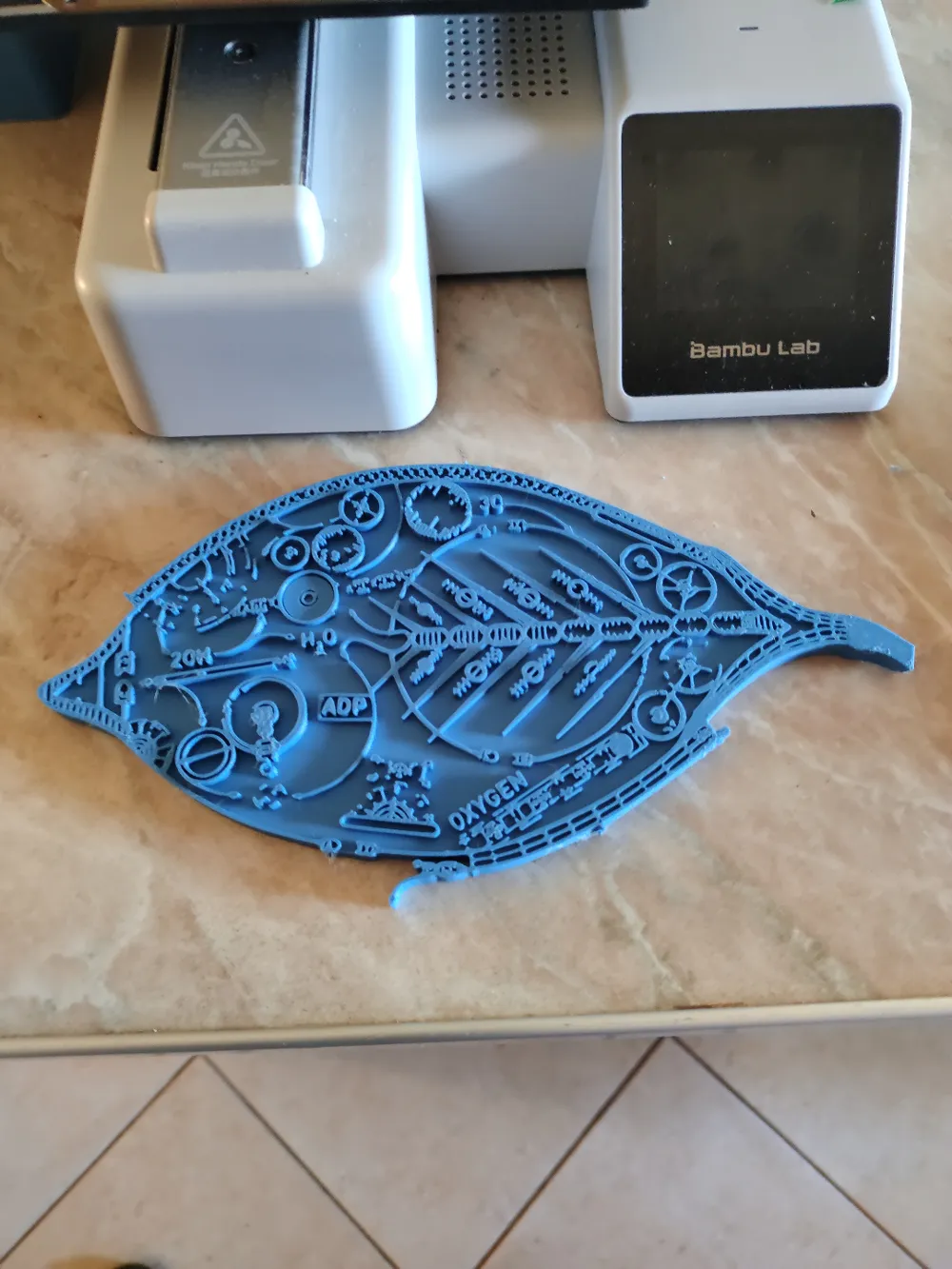 Leaf Anatomy by Spiros - MakerWorld