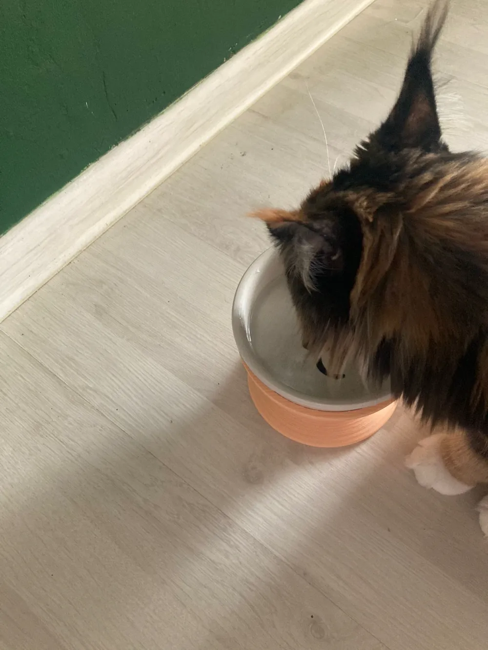 Pet water raiser animal cat dog by AdminAdam - MakerWorld