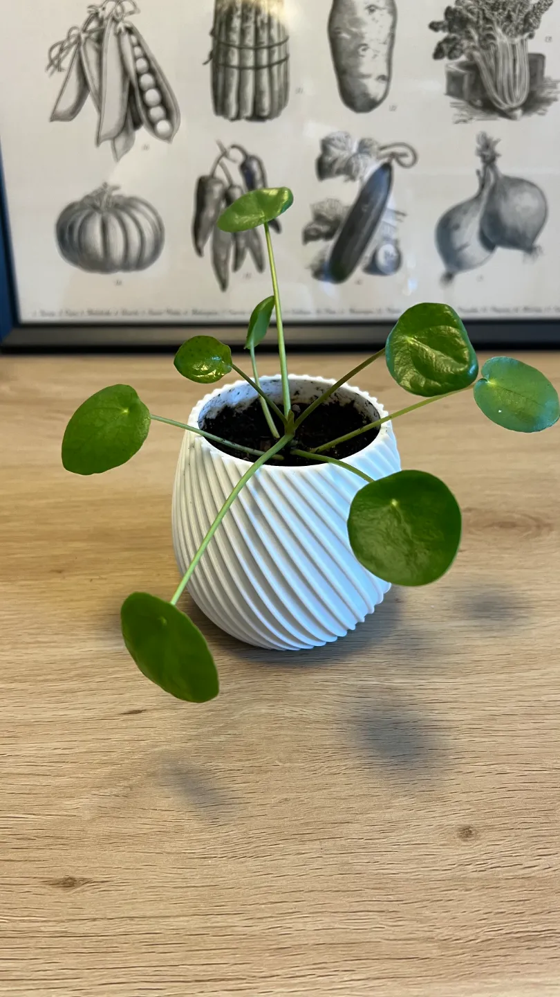 Spiral flower pot - Free 3D Print Model - MakerWorld
