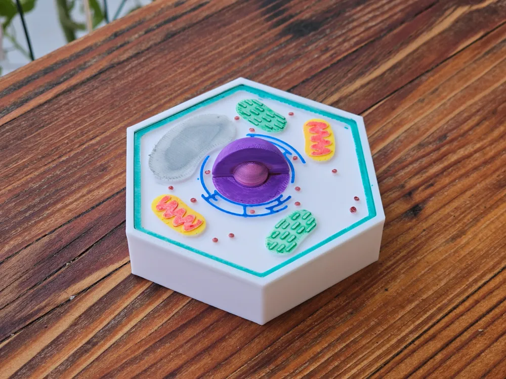Plant Cell Model | "Accurate" Plant Cell Structure by 3D Print Gremlin ...