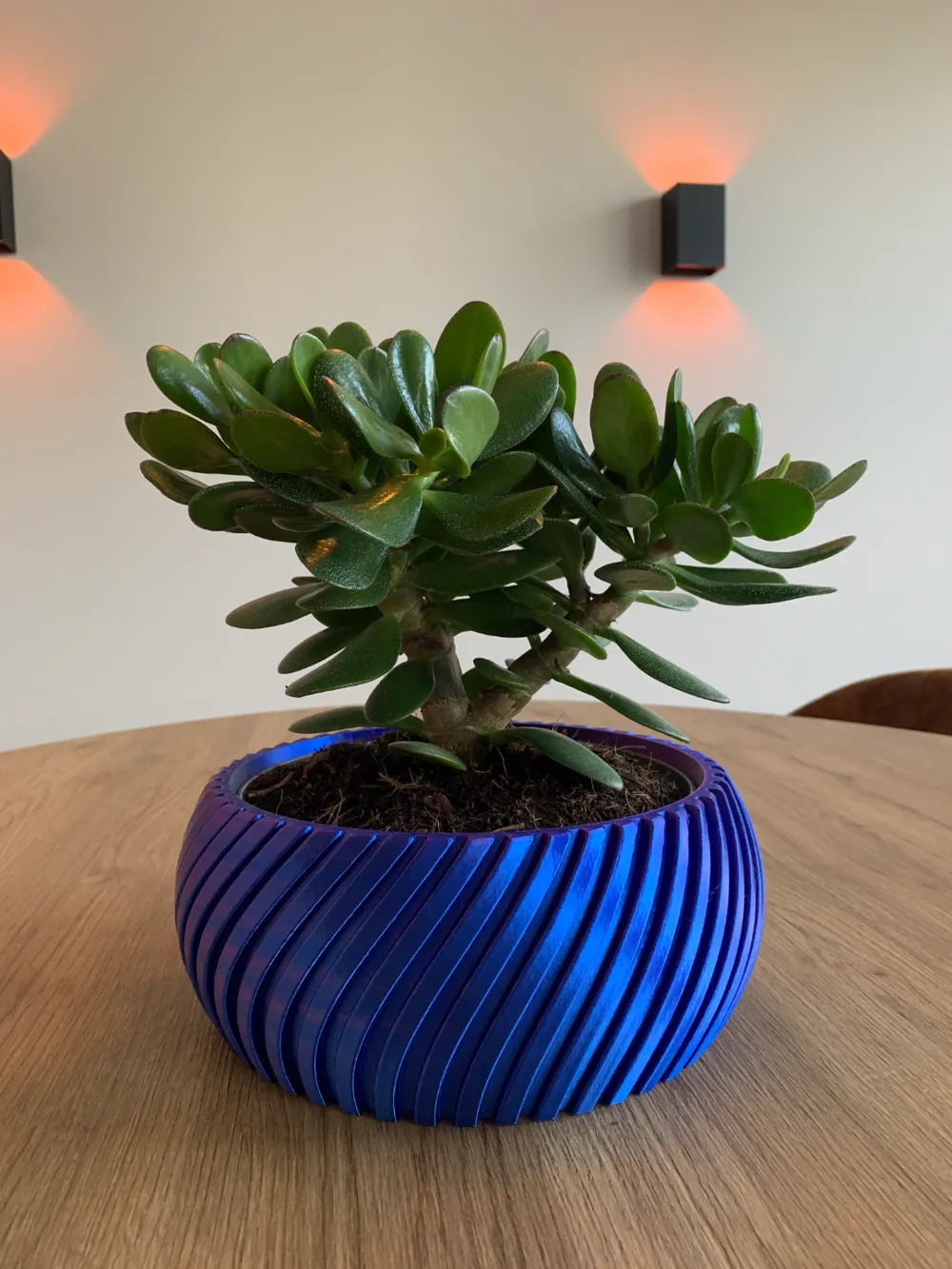Plant spiral pot (low-profile) by Boudewijn Plomp - MakerWorld