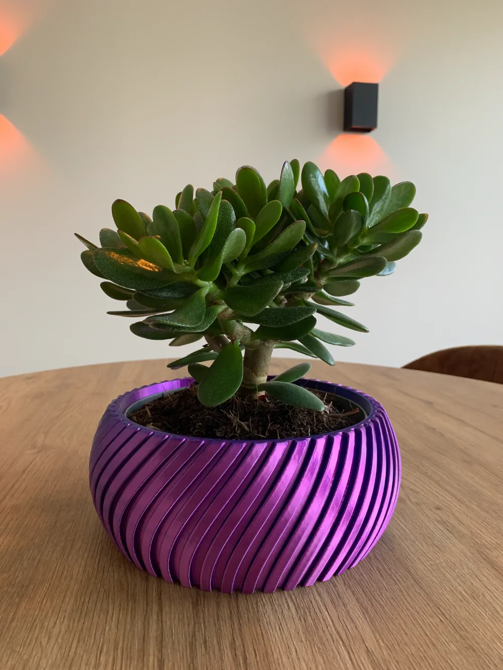 Plant spiral pot (low-profile) by Boudewijn Plomp - MakerWorld