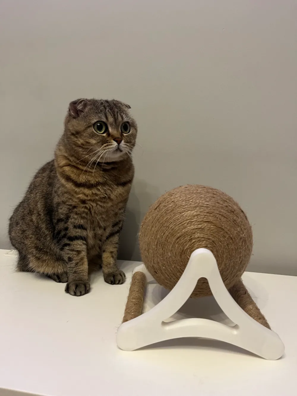 Spin & Scratch Interactive Cat Toy by iVegaMakerWorld: Download Free 3D ...