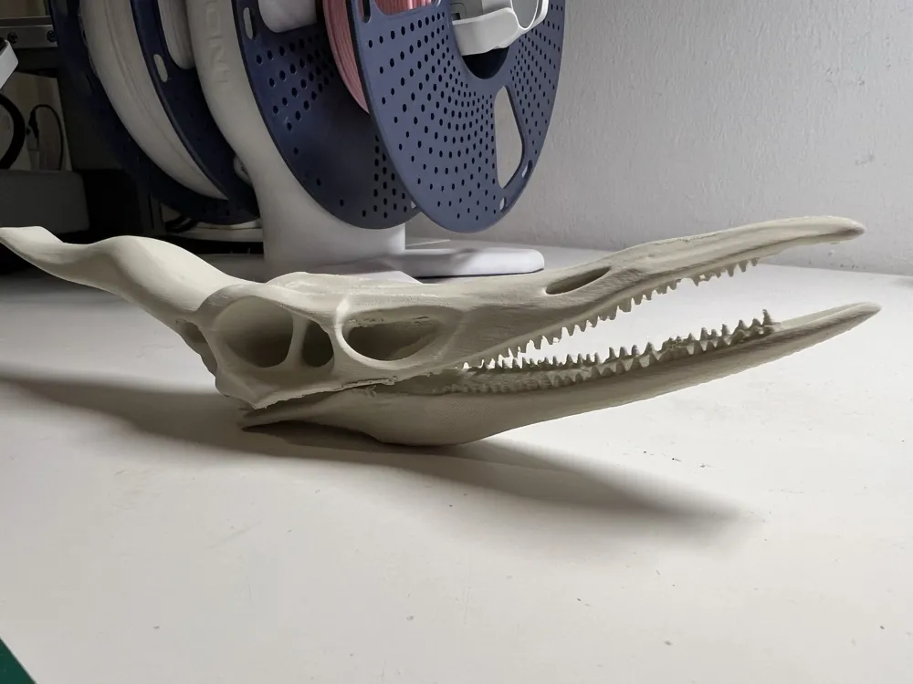 Pteranodon Skull 3D Model by 3D-Print-World MakerWorld: Download Free 3D Models