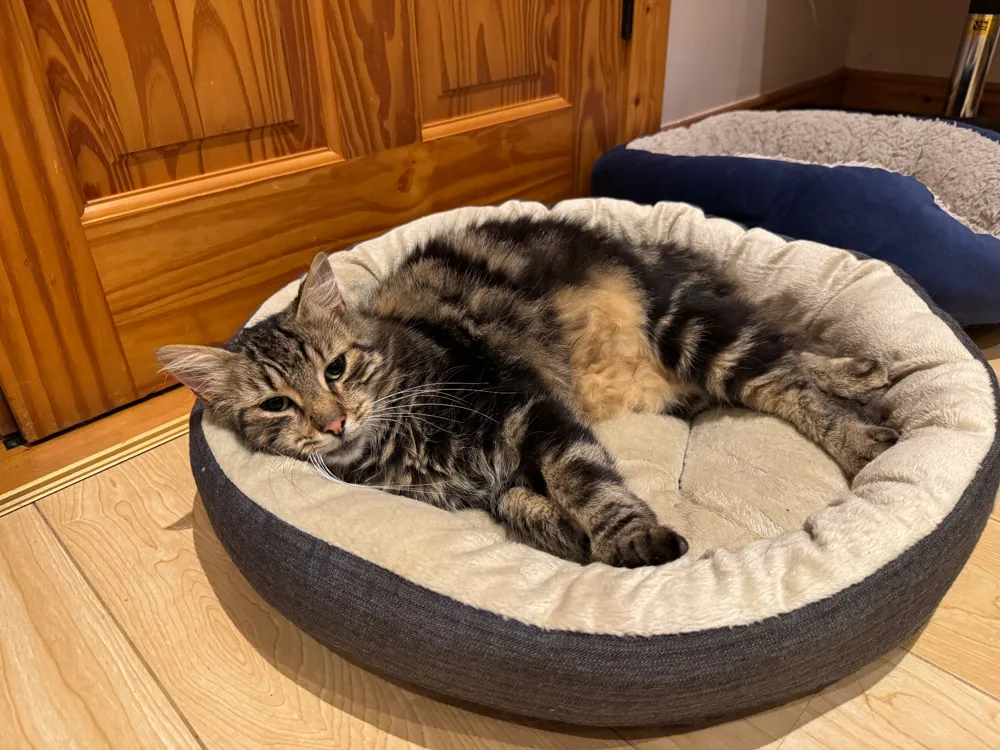 Pet feeder for dry food corner fitment by KENPRINT - MakerWorld