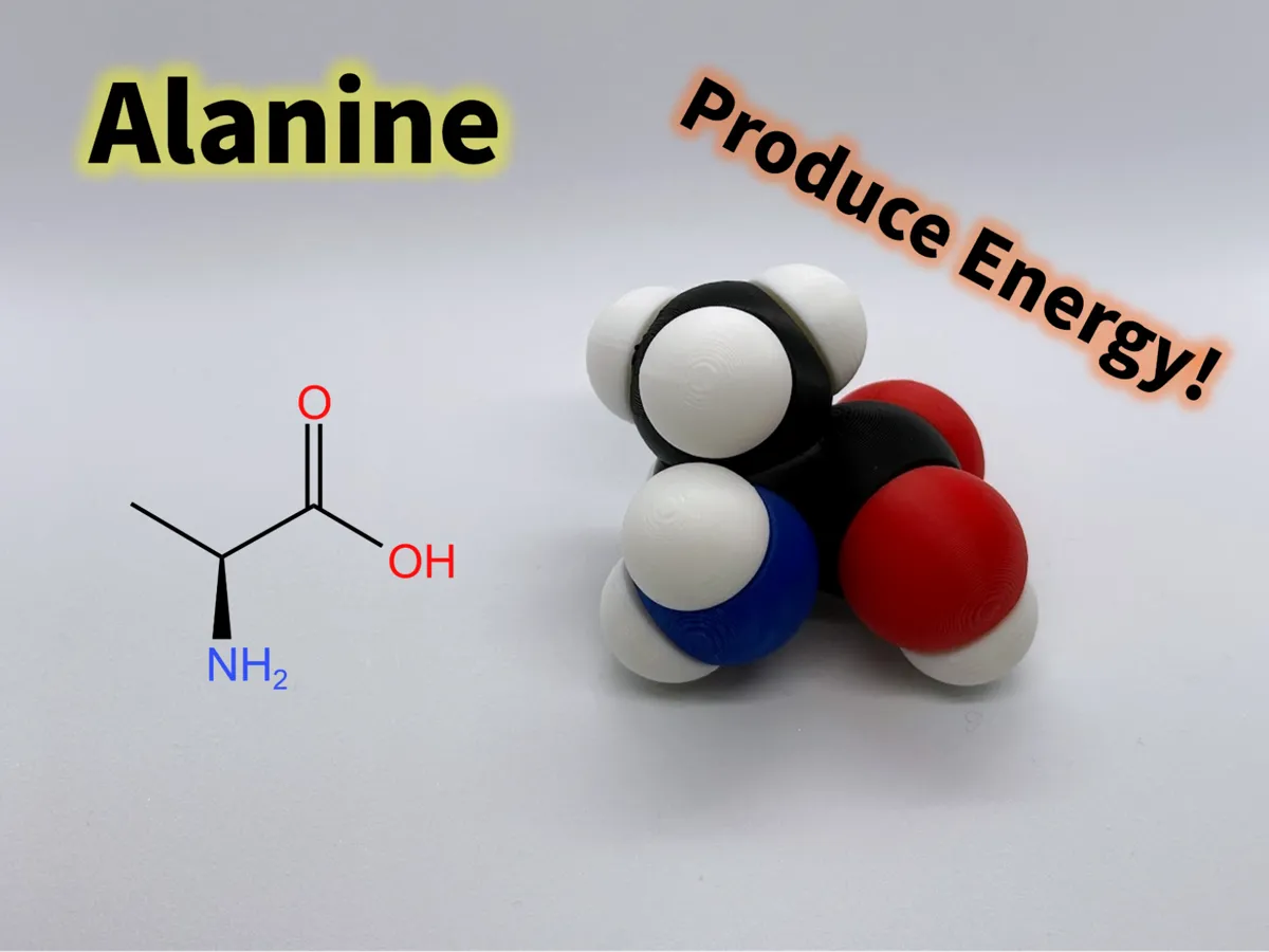 Alanine molfidget with rotatable bonds - Free 3D Print Model - MakerWorld