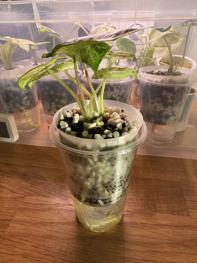 Self-Watering Alocasia Propagation Cup with Wick - Free 3D Print Model ...