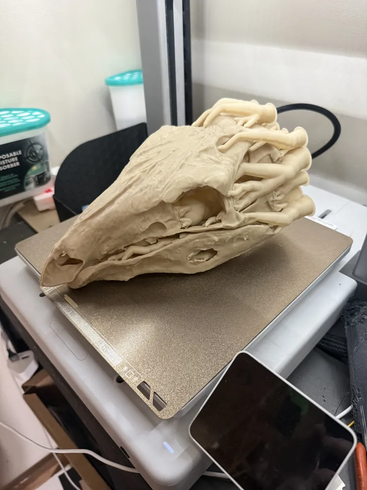 Stegosaurus Skull Fossil Replica (Shell-Style) - Free 3D Print Model ...