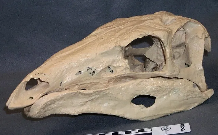 Stegosaurus Skull Fossil Replica (Shell-Style) - Free 3D Print Model ...