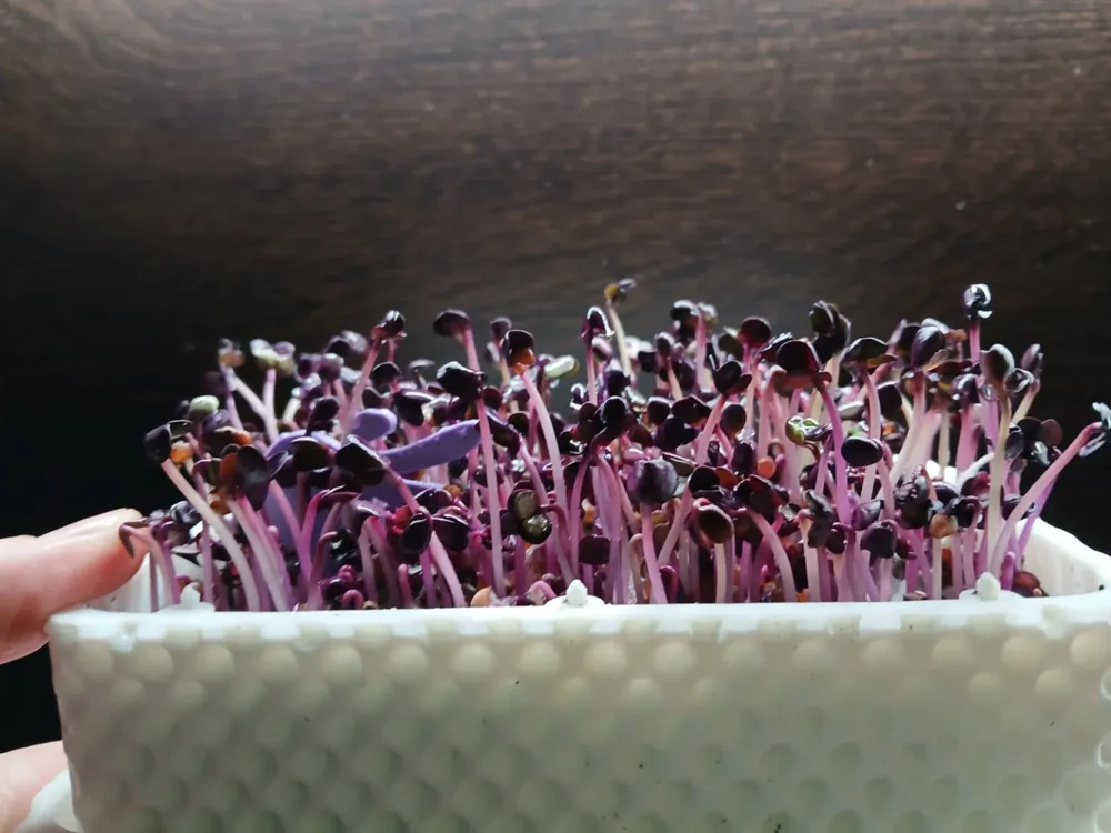 Microgreens & Sprouts Planter – your mini garden by zelvacrafting ...