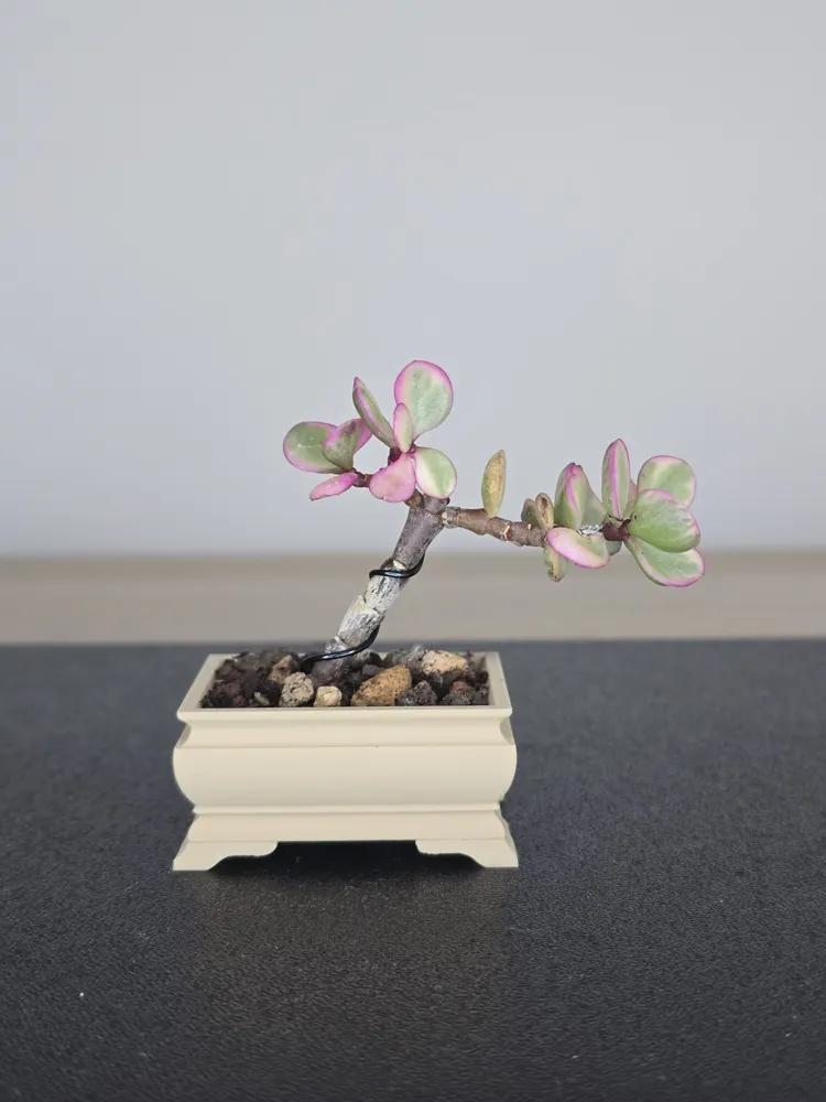 Mini Bonsai Pot for succulent plants - Free 3D Print Model - MakerWorld