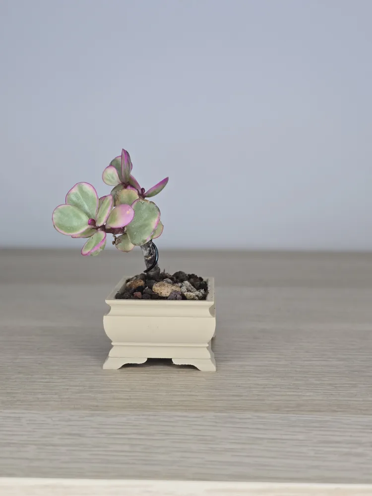 Mini Bonsai Pot for succulent plants - Free 3D Print Model - MakerWorld