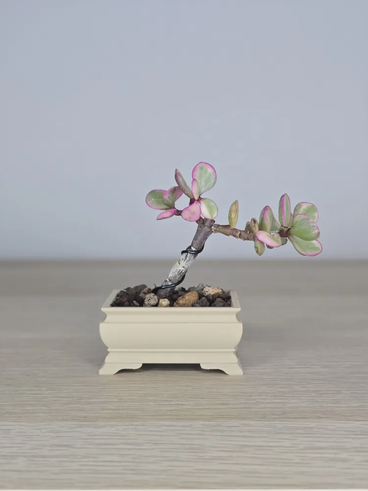 Mini Bonsai Pot for succulent plants - Free 3D Print Model - MakerWorld