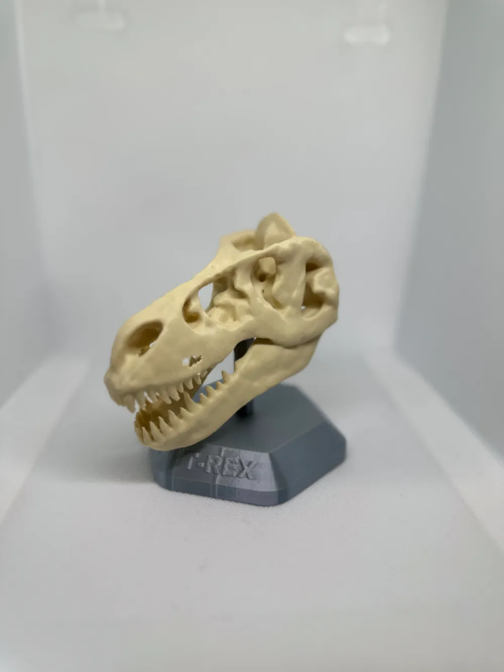 T-Rex display by 3D_Designdalarna MakerWorld: Download Free 3D Models