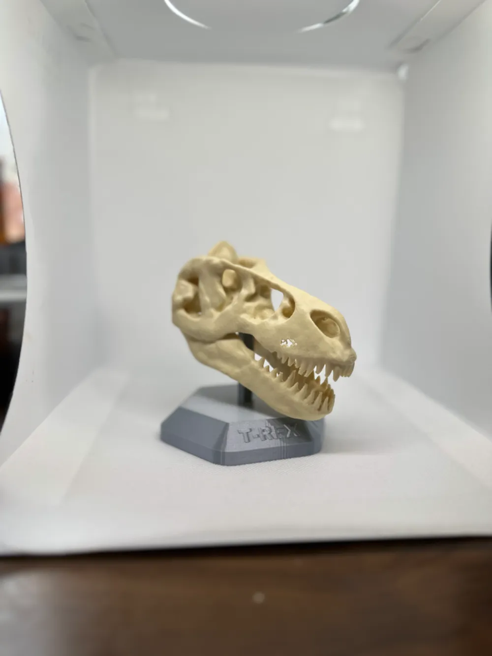 T-Rex display by 3D_Designdalarna MakerWorld: Download Free 3D Models