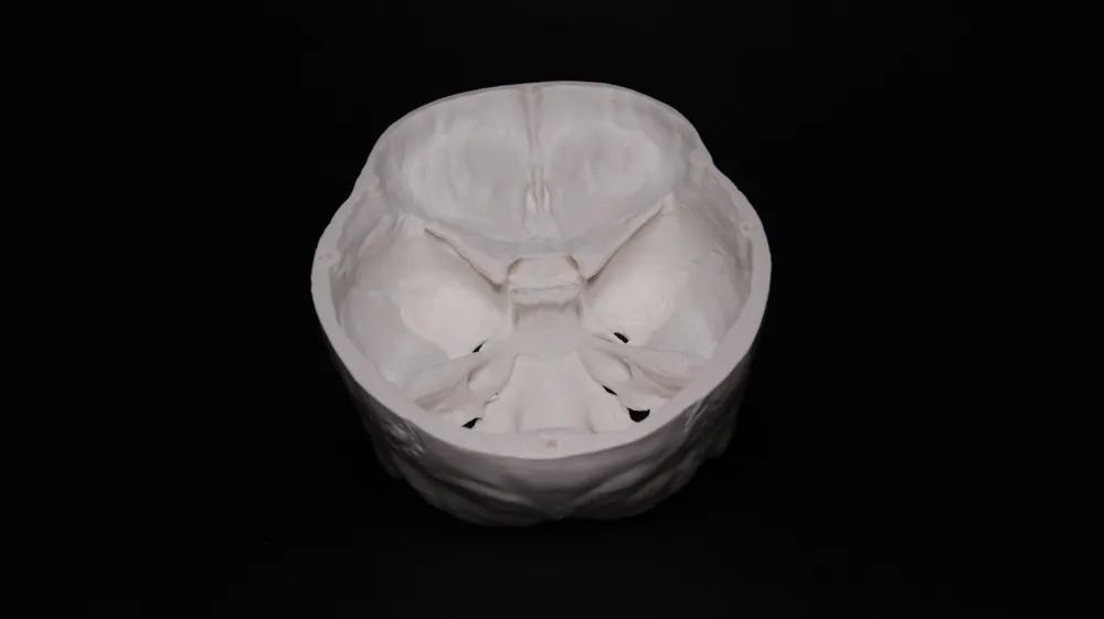 Anatomically correct skull for students by Mate039pw MakerWorld ...