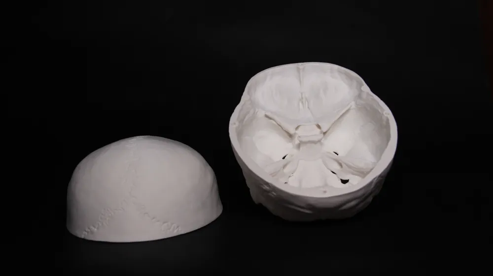 Anatomically correct skull for students by Mate039pw MakerWorld ...