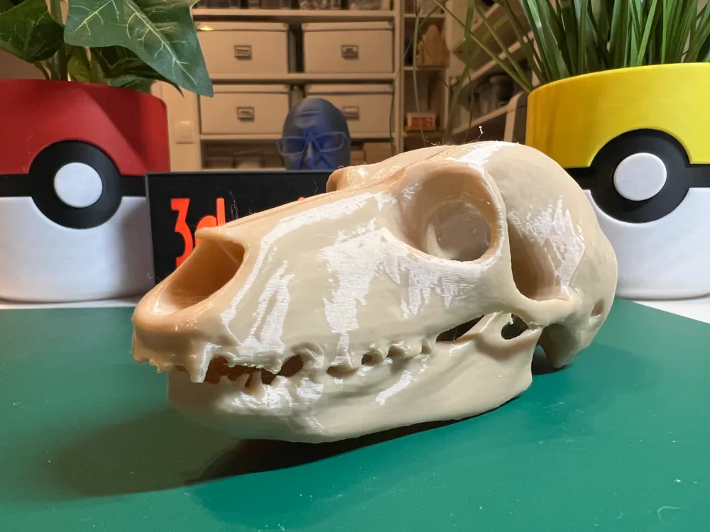 Realistic 3D Model of a Dog Skull by 3D-Print-World MakerWorld ...