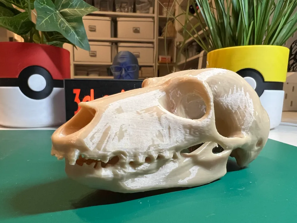 Realistic 3D Model of a Dog Skull by 3D-Print-World - MakerWorld