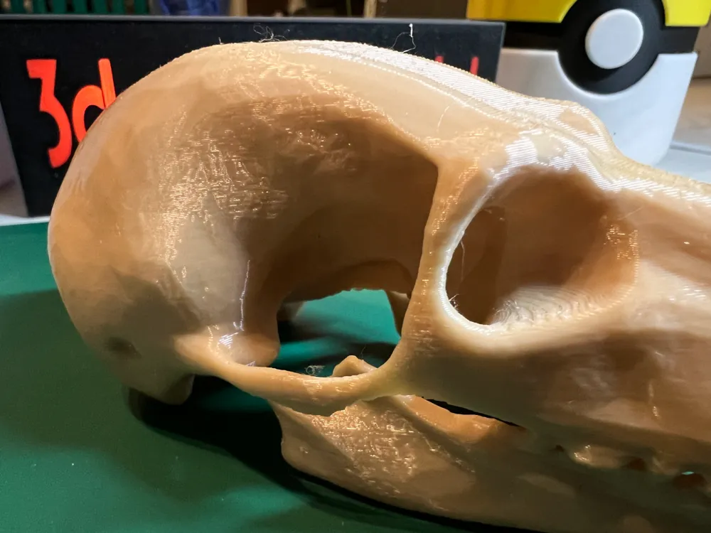 Realistic 3D Model of a Dog Skull by 3D-Print-World MakerWorld ...