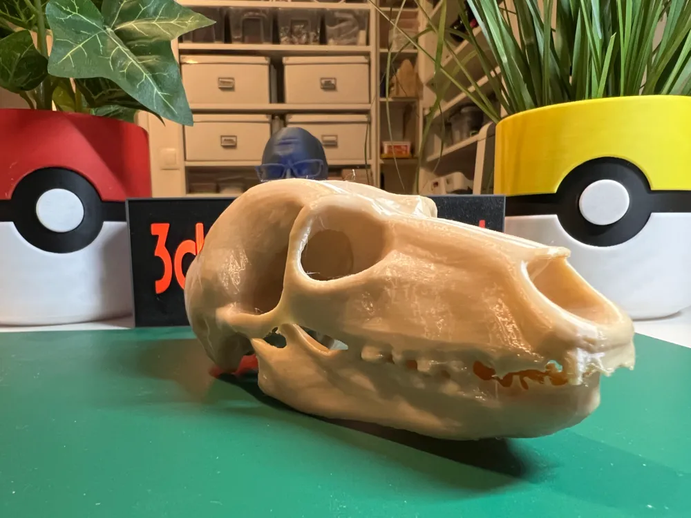 Realistic 3D Model of a Dog Skull by 3D-Print-World - MakerWorld
