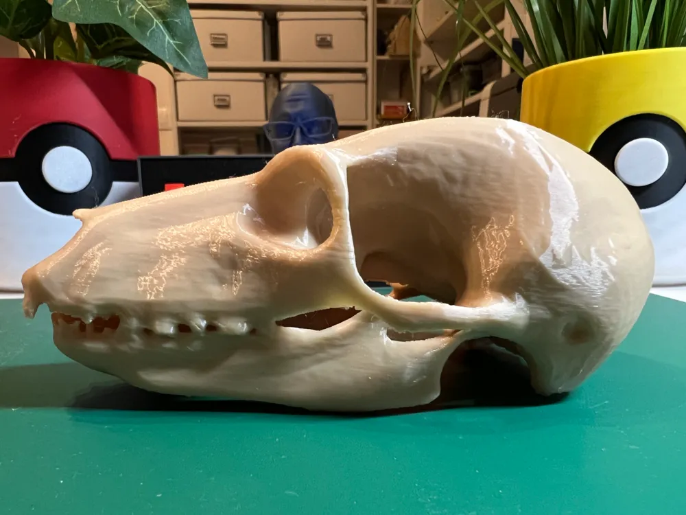 Realistic 3D Model of a Dog Skull by 3D-Print-World MakerWorld ...