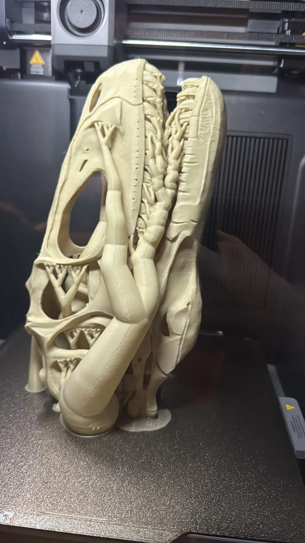 Deinonychus Skull – Life-Size “Velociraptor” - Free 3D Print Model ...
