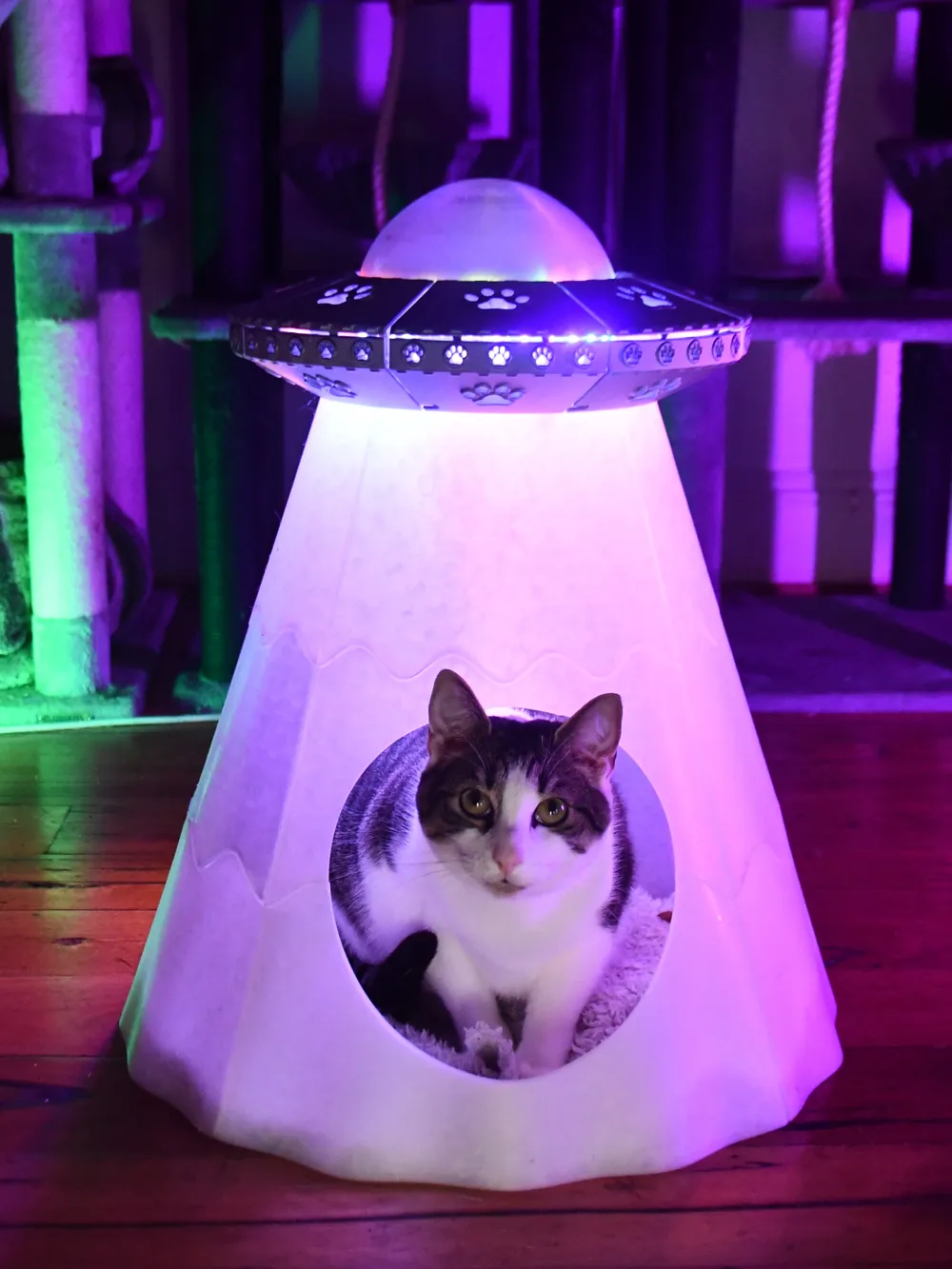Alien Abduction LED Pet Bed by vali MakerWorld: Download Free 3D Models