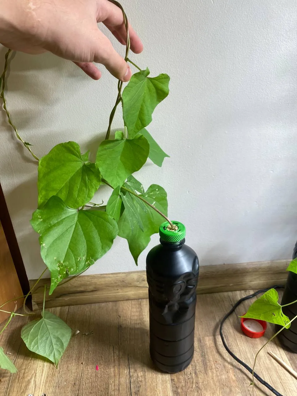 Kratky Bottle Adapter for hydroponic by Maciej Rosiak MakerWorld ...