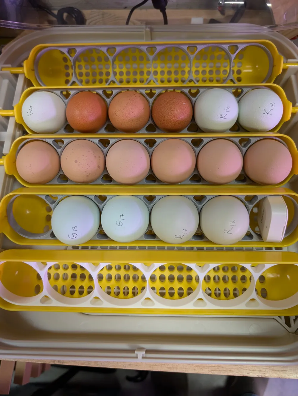 Maticoopx 30 Chicken Egg Tray - MakerWorld 3D Model | 3Drop