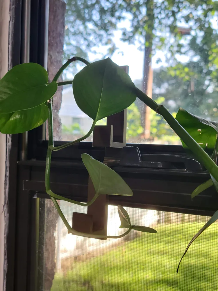 Window Vine Plant Holder by Napalm Designs MakerWorld: Download Free 3D ...
