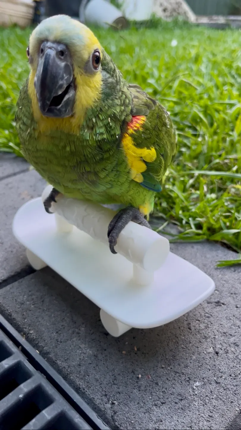 Bird Skateboard with perch by LC_3D MakerWorld: Download Free 3D Models