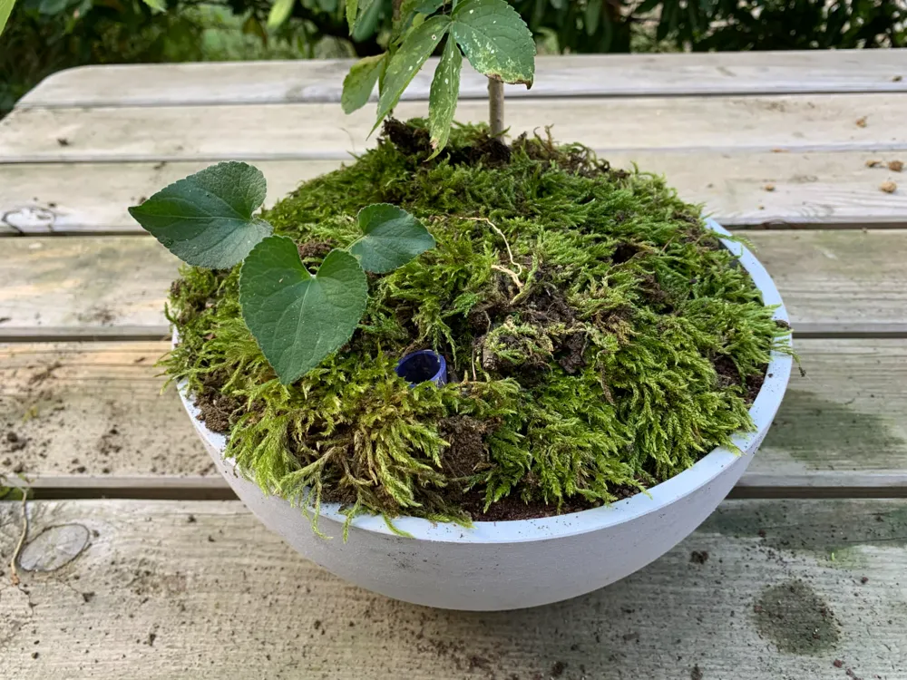 Automatic plater watering by ineiub - MakerWorld