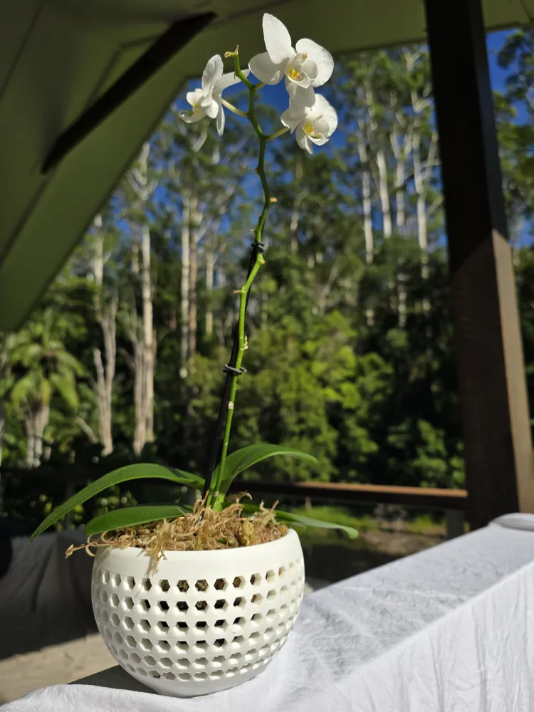 Orchid Pot - Free 3D Print Model - MakerWorld