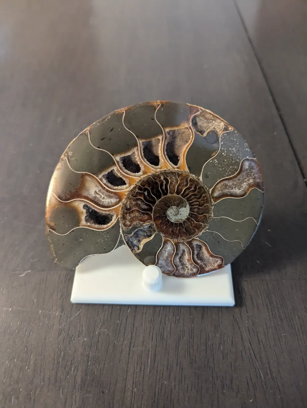 rock and fossil stand by radman91 - MakerWorld