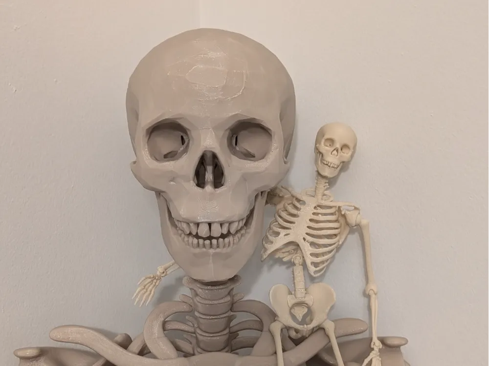 Articulated Skeleton - Free 3D Print Model - MakerWorld