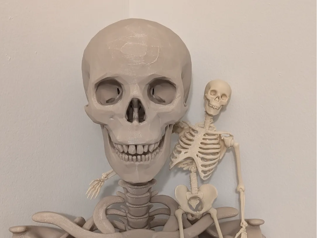 Articulated Skeleton - Free 3D Print Model - MakerWorld