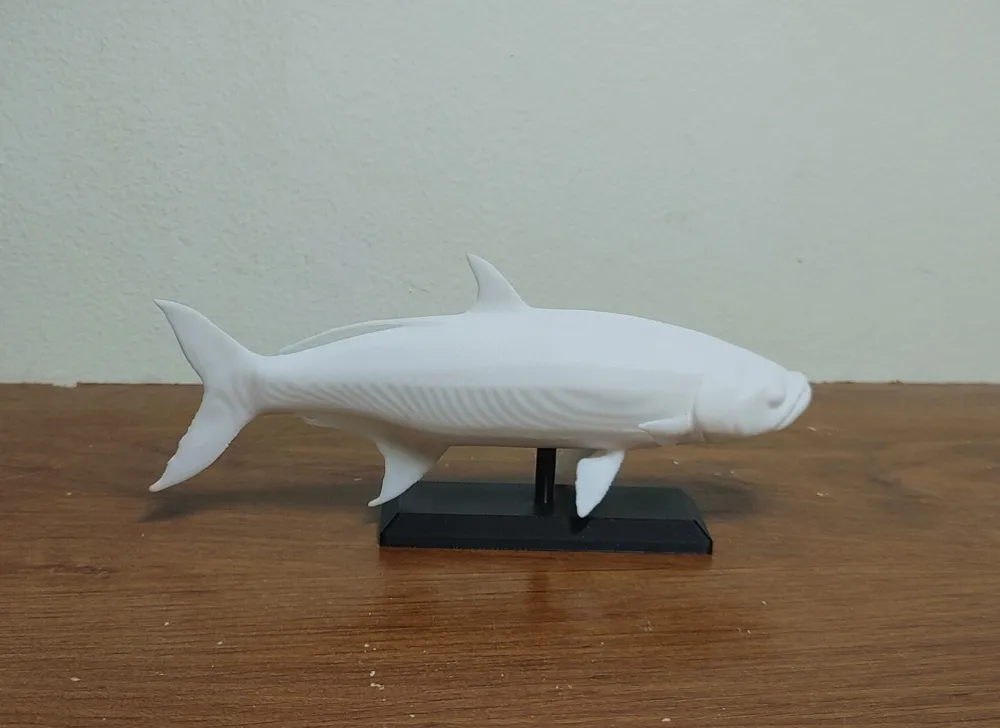 Tarpon Fish Mount - Free 3D Print Model - MakerWorld
