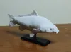 Carp Fish Mount by Fish Prints MakerWorld: Download Free 3D Models