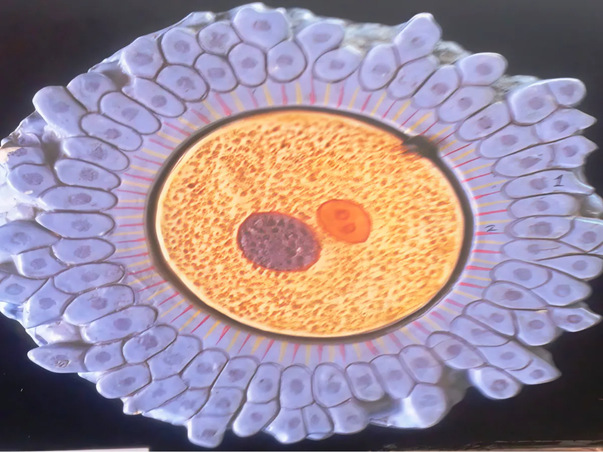 human ovum - Free 3D Print Model - MakerWorld