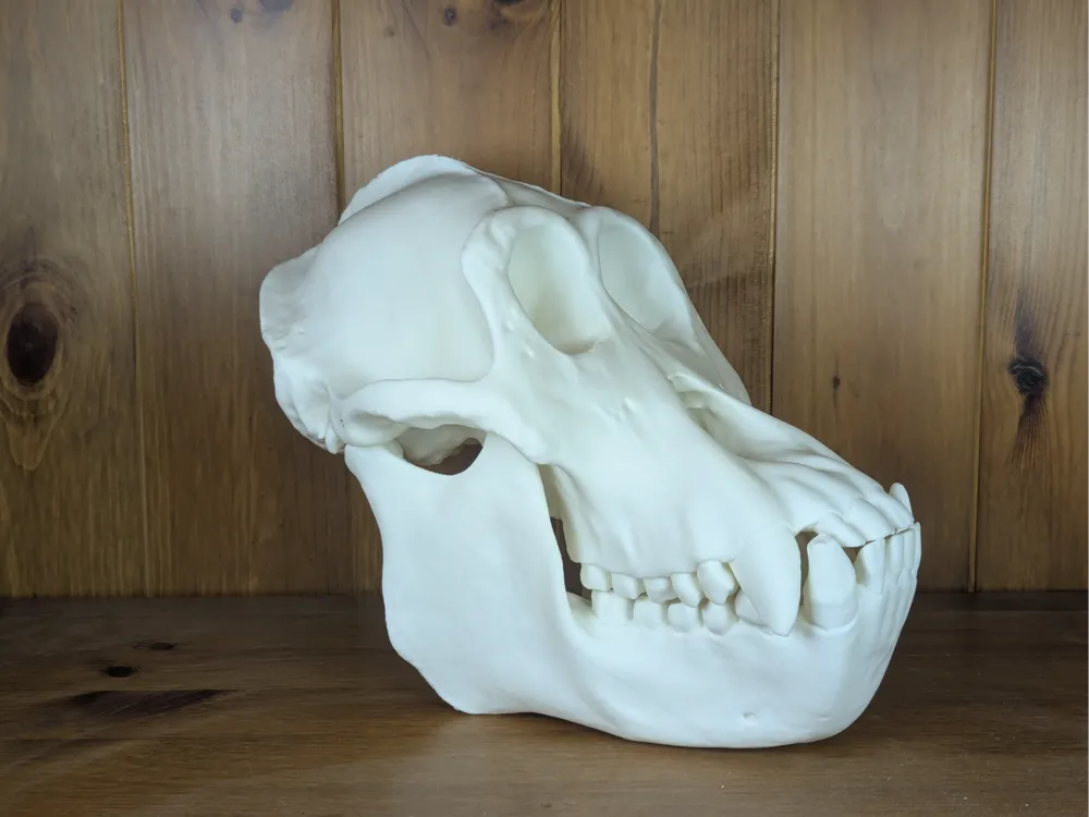 Orangutan Skull by 3DSkulls MakerWorld: Download Free 3D Models