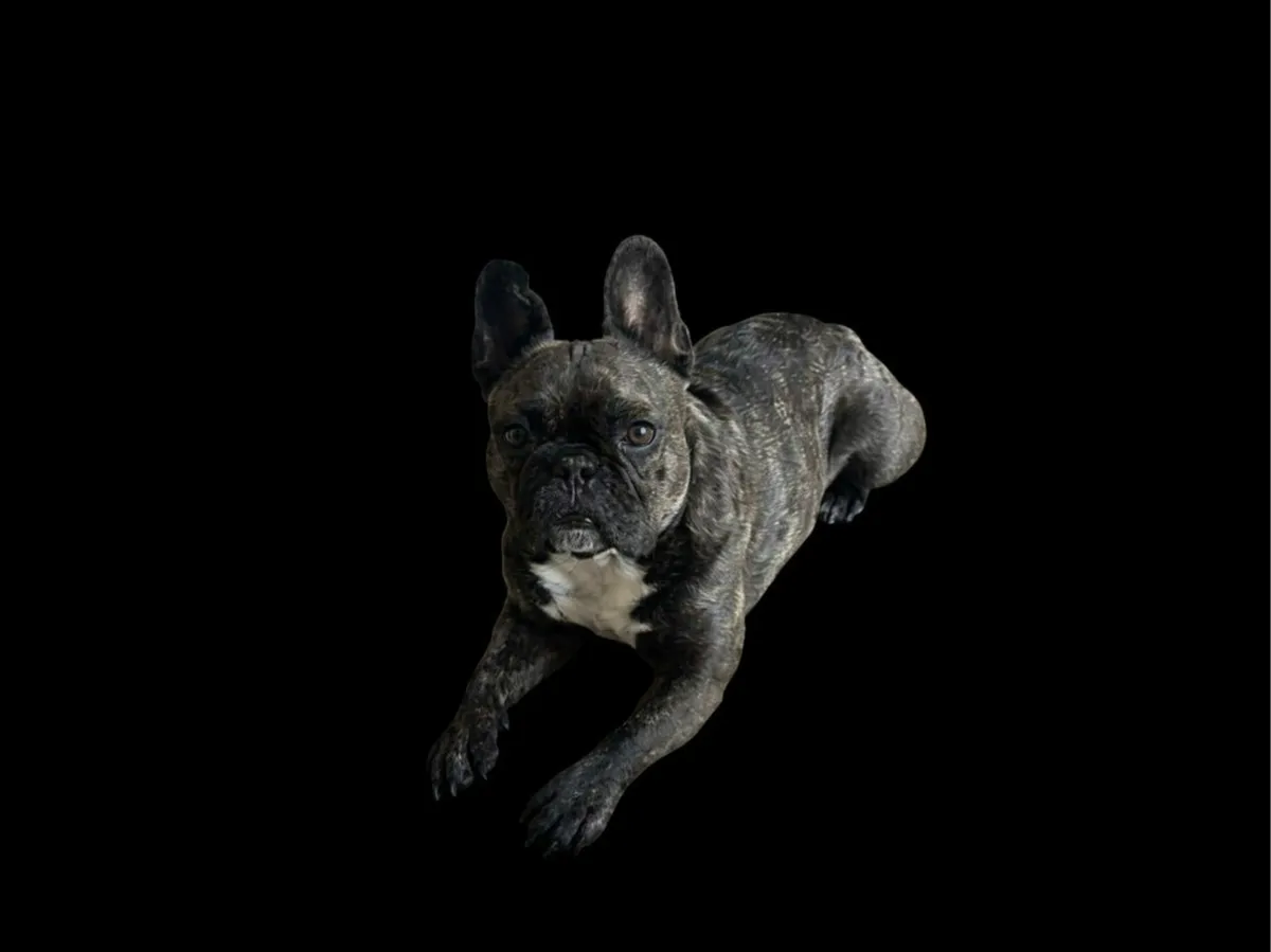 Dogs Amy and Jason - Free 3D Print Model - MakerWorld