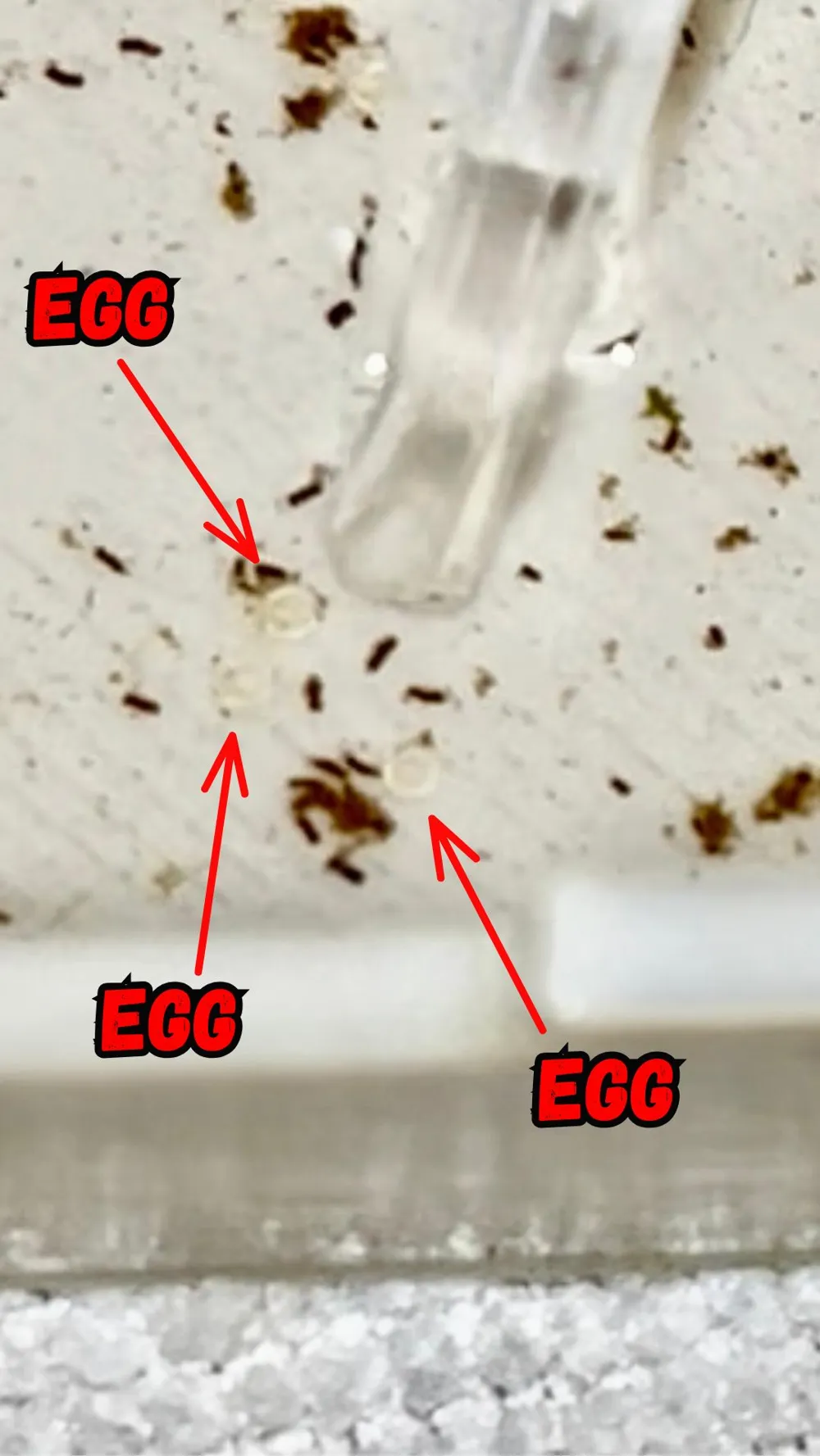 Egg Trap V2 - Egg Scattering Fish - Free 3D Print Model - MakerWorld