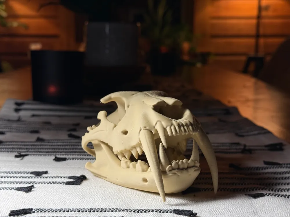 Sabertooth Skull by Boys Day Design MakerWorld: Download Free 3D Models