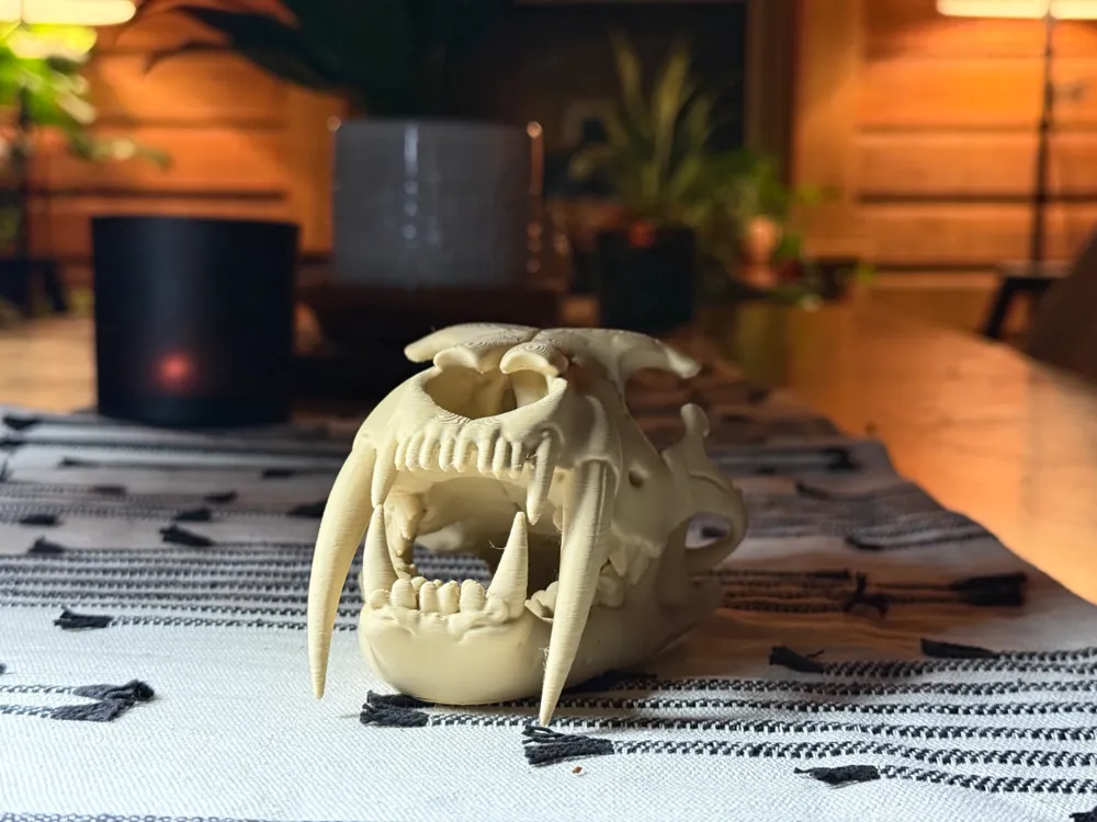 Sabertooth Skull by Boys Day Design MakerWorld: Download Free 3D Models