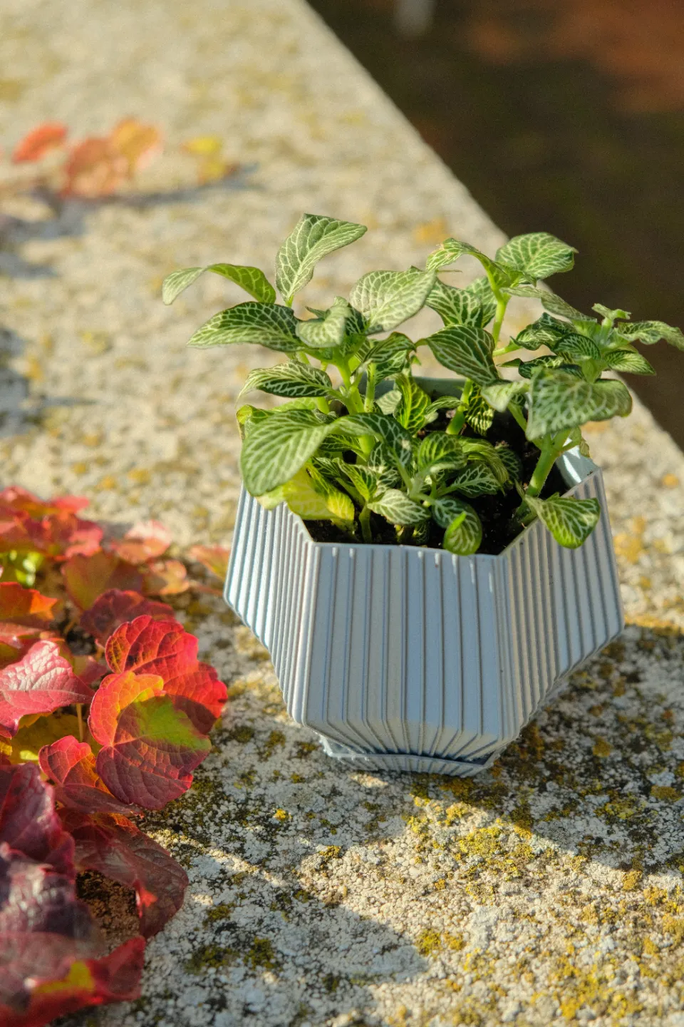 Hexagonal Pot by GrowLight - MakerWorld