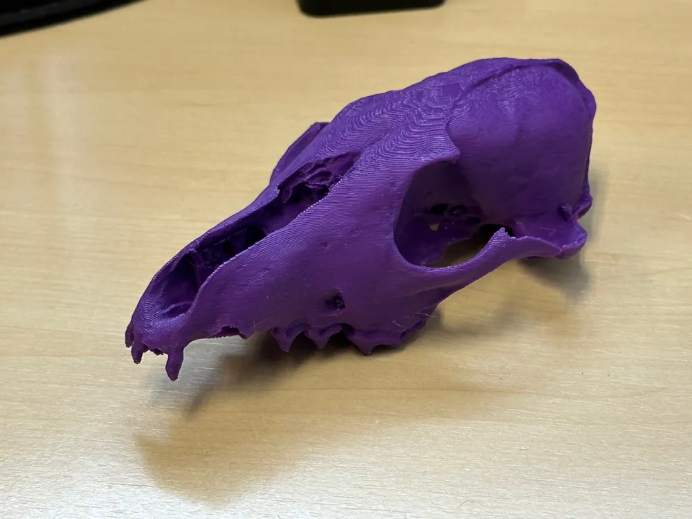 Fox Skull from a 3D Scan by Rilot Designs - MakerWorld