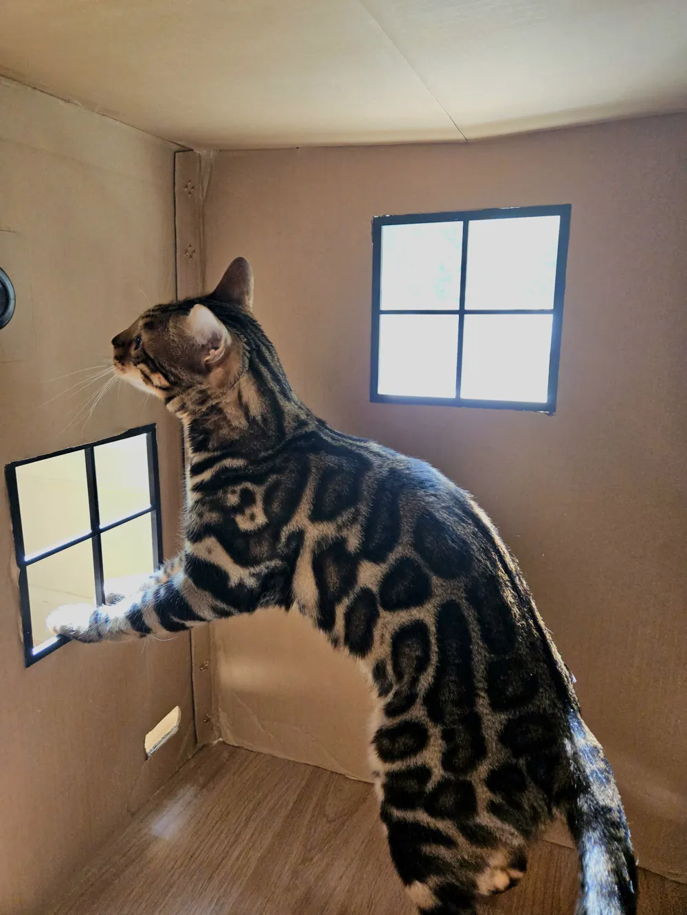 CatHouse: Convert any large cardboard box - Free 3D Print Model ...