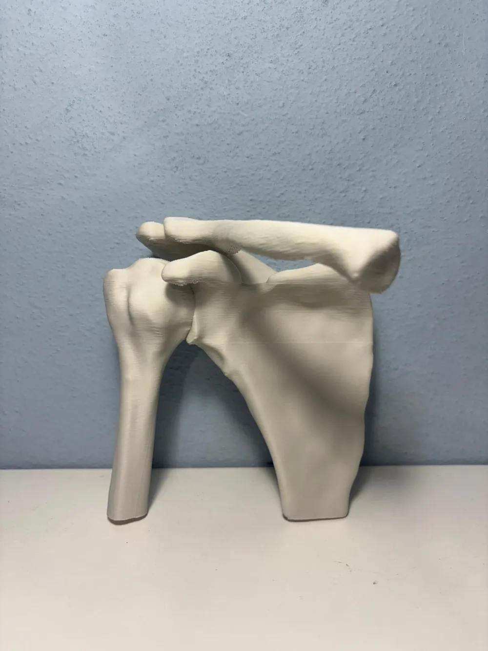 Shoulder anatomy (from CT SCAN) - Free 3D Print Model - MakerWorld